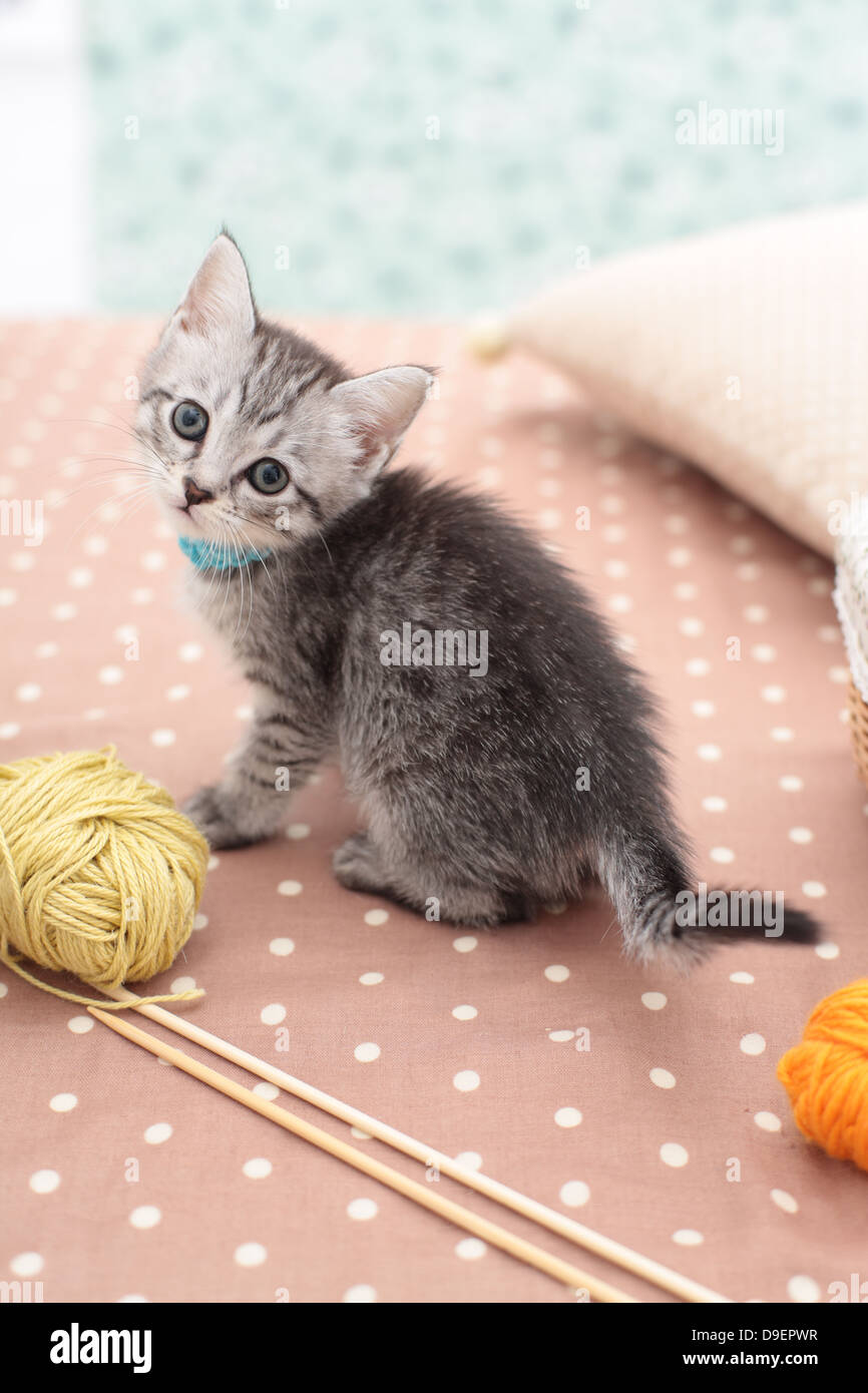 Bristling cat hi-res stock photography and images - Alamy