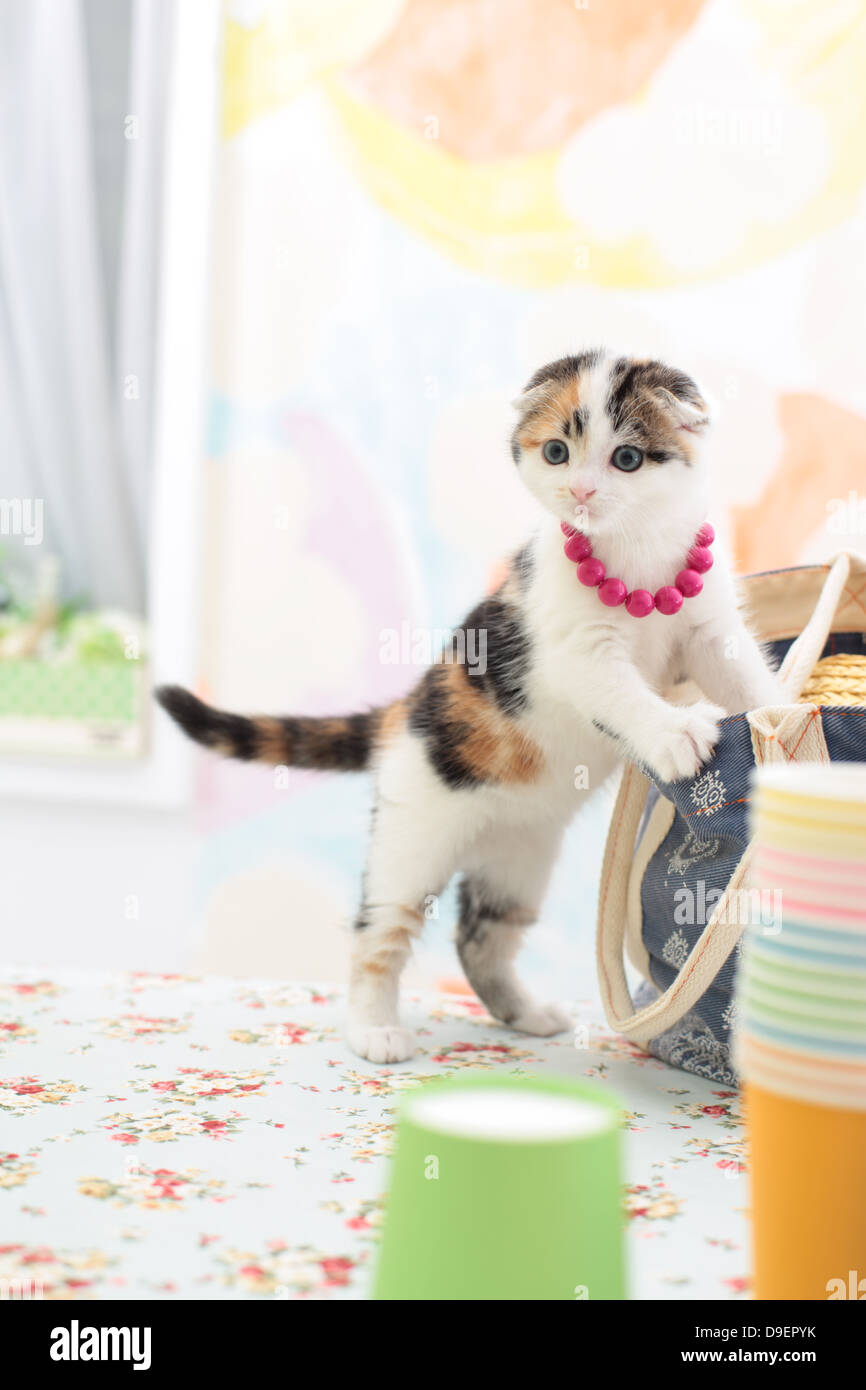 Scottish fold standing hi-res stock photography and images - Alamy