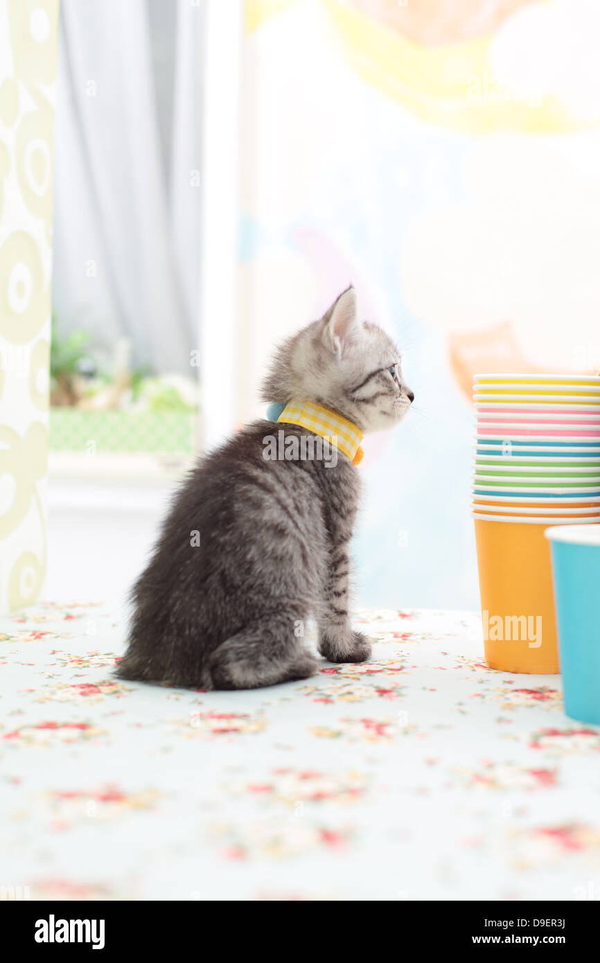 Mixed breed cat Stock Photo - Alamy