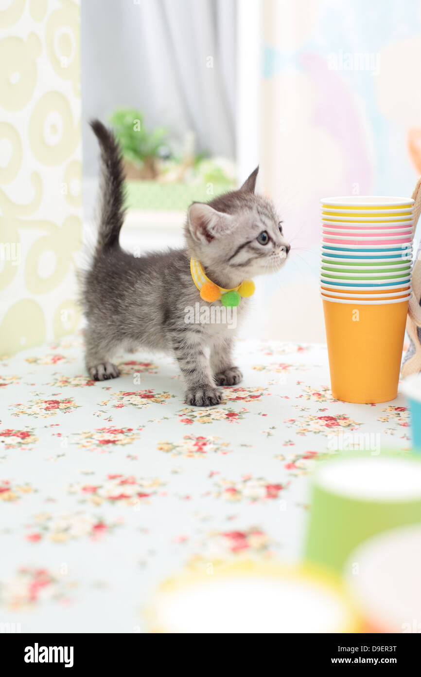 Mixed breed cat Stock Photo - Alamy