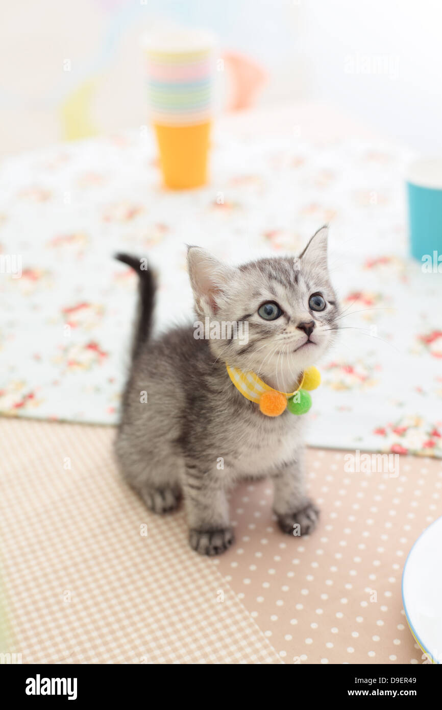 Mixed breed cat Stock Photo - Alamy