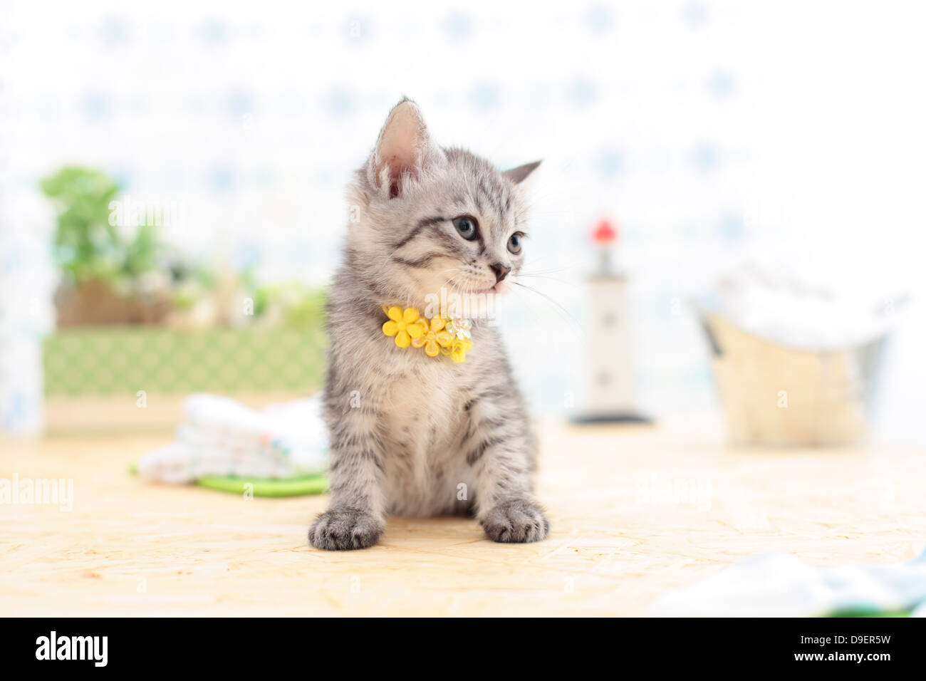 Mixed breed cat Stock Photo - Alamy
