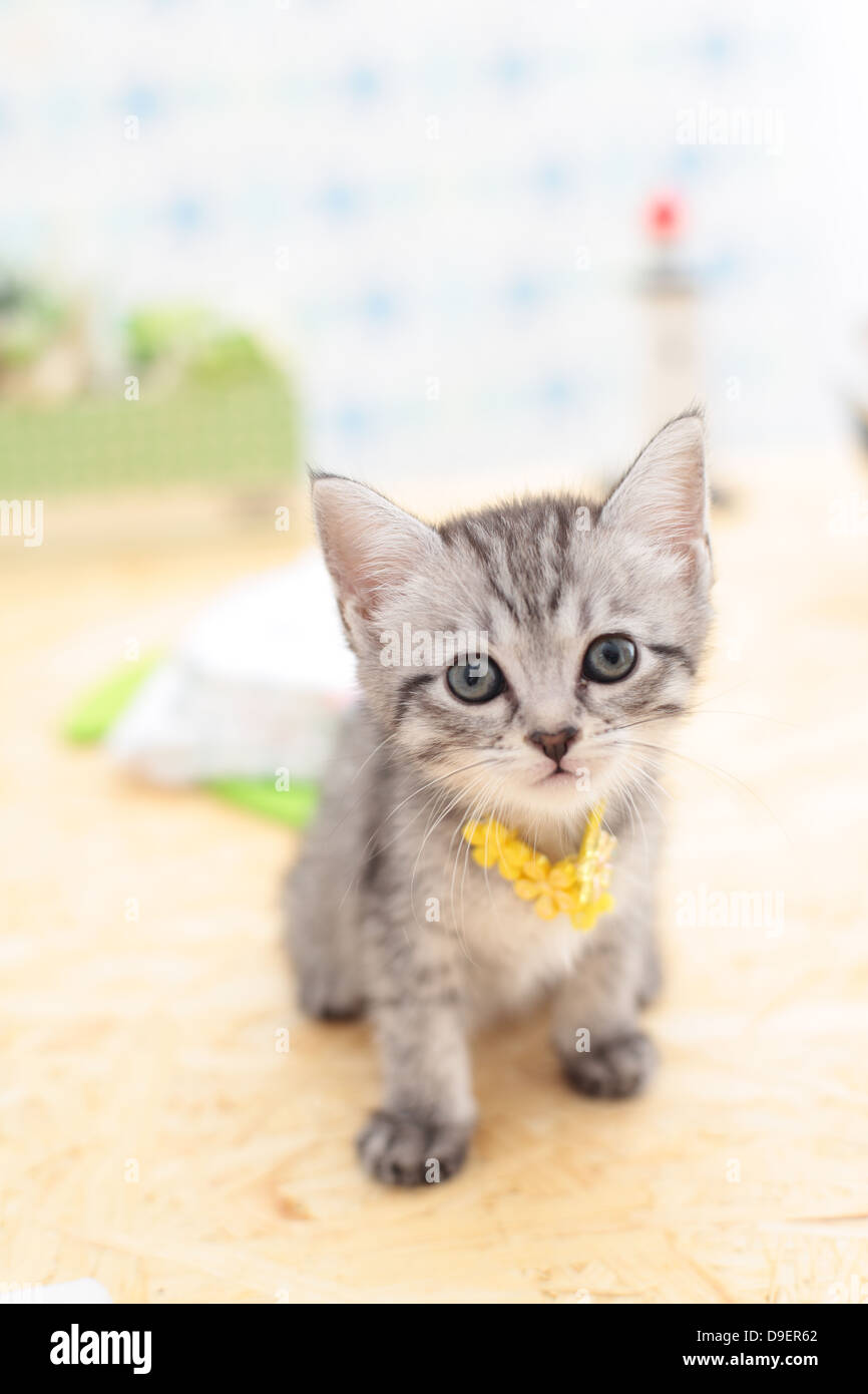 Mixed breed cat Stock Photo - Alamy