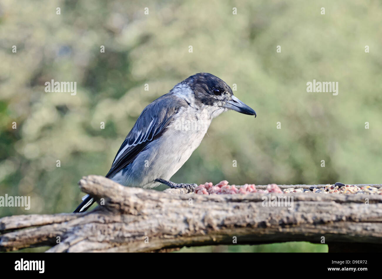 Australian Butcher Bird High Resolution Stock Photography and Images ...