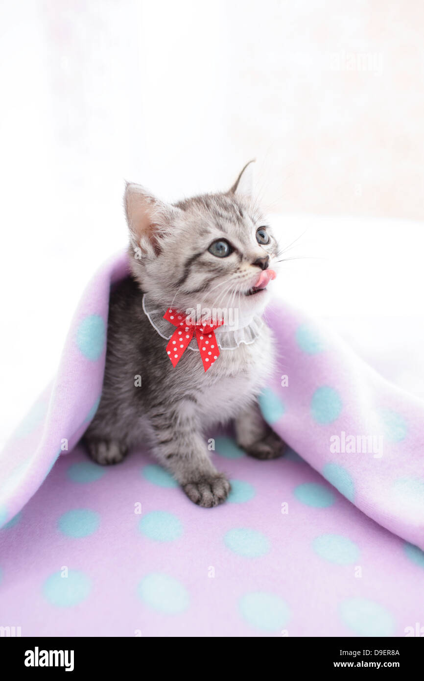 Mixed breed cat Stock Photo - Alamy