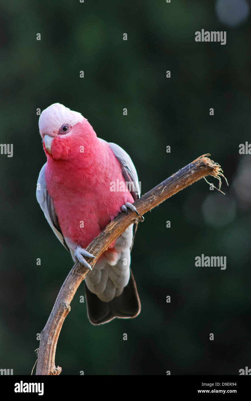 Australian Galah, Cacatua roseicappa Stock Photo - Alamy