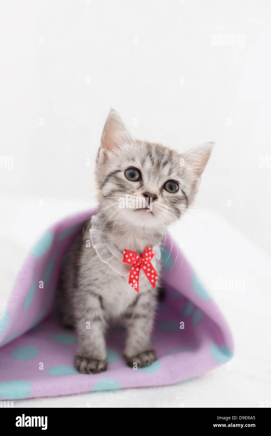 Mixed breed cat Stock Photo - Alamy