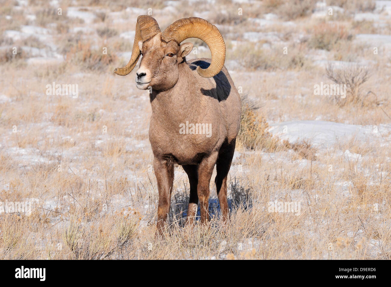 Sheep mountain wyoming hi-res stock photography and images - Alamy