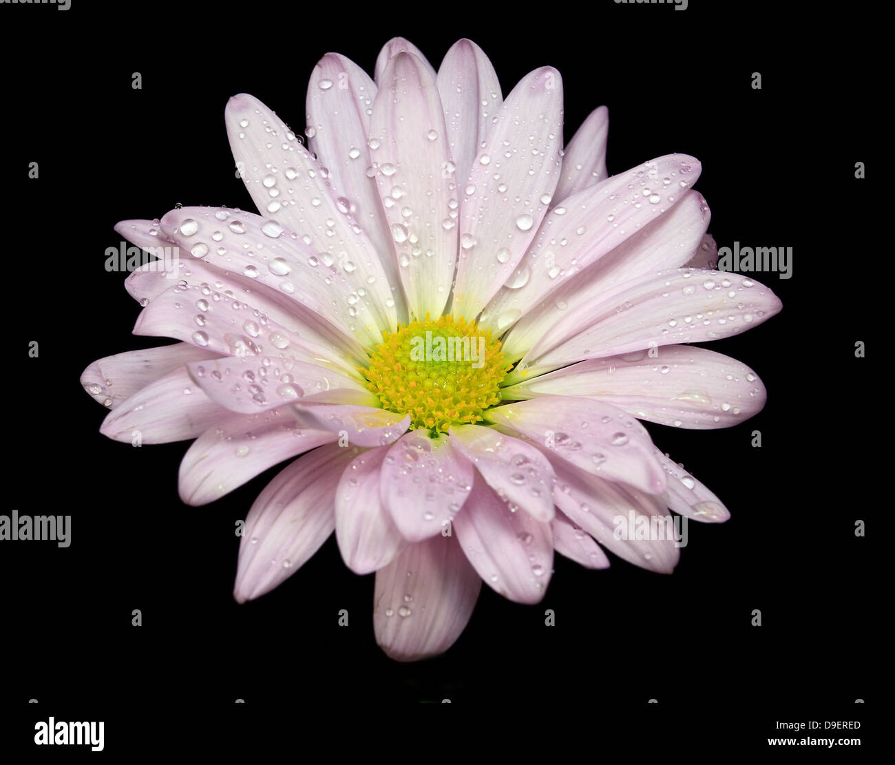 Daisy with rain drops Stock Photo - Alamy