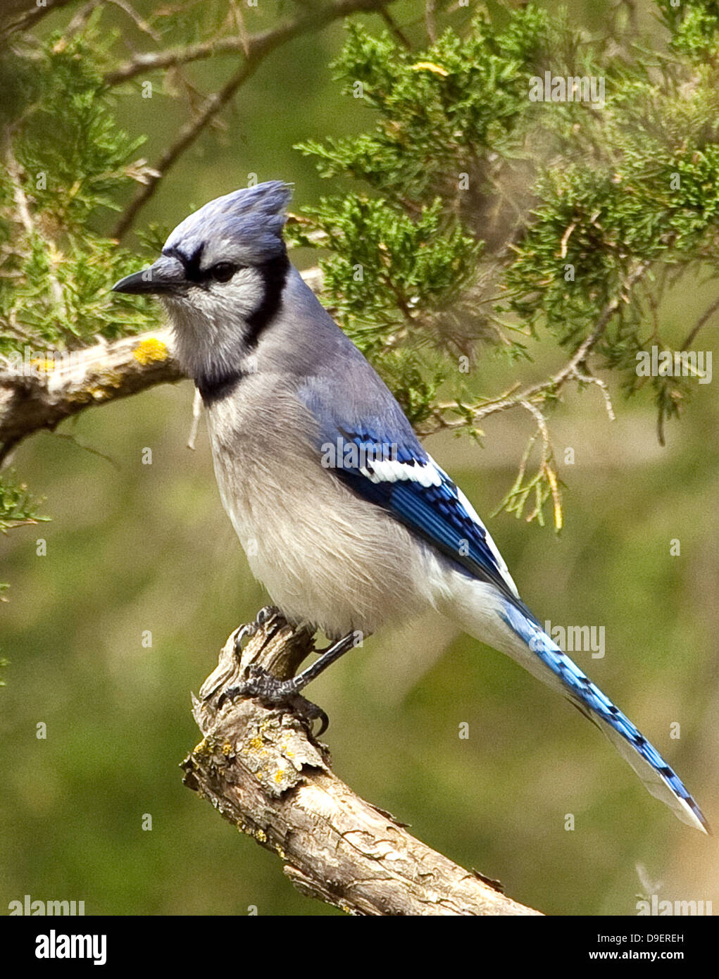 Nebraska birds not mexico not cranes hi-res stock photography and ...
