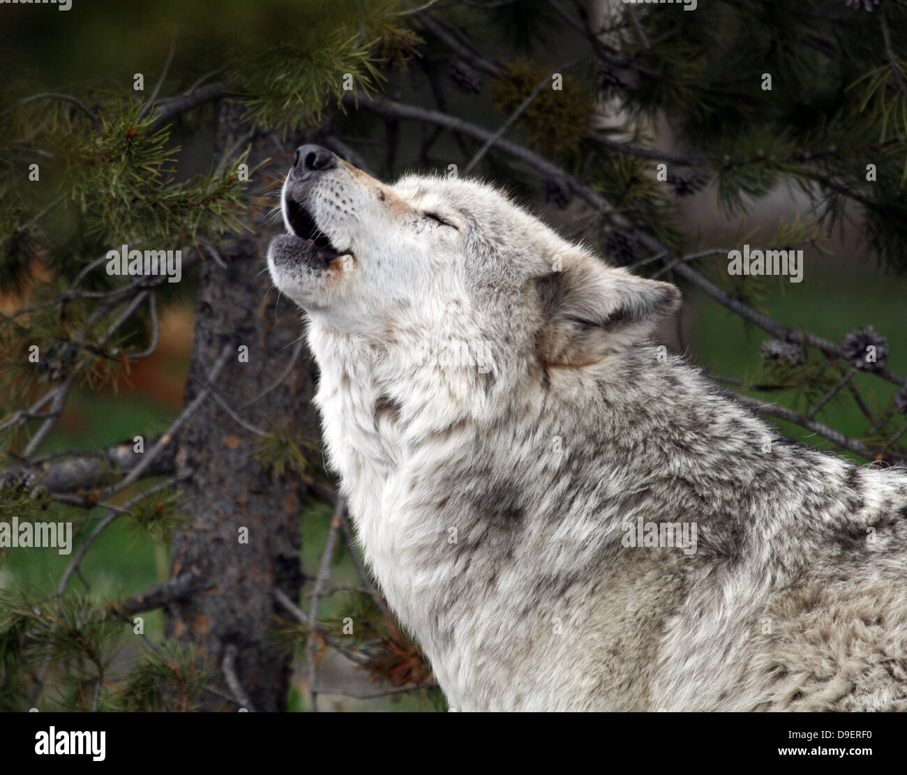 Wolf howling hi-res stock photography and images - Alamy