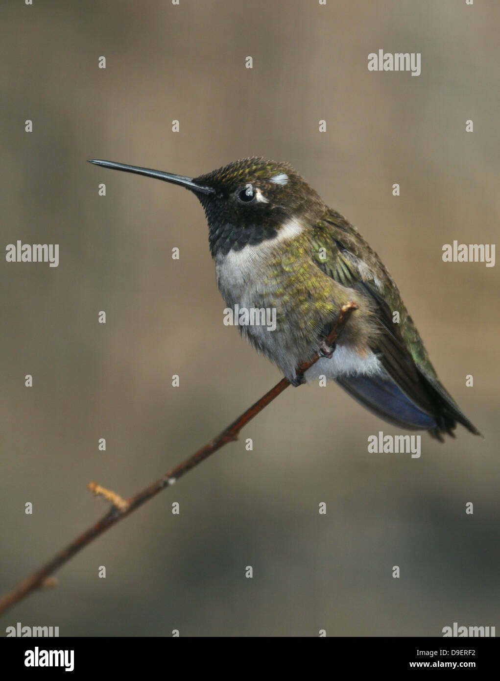 Iridescent hummingbirds hi-res stock photography and images - Alamy