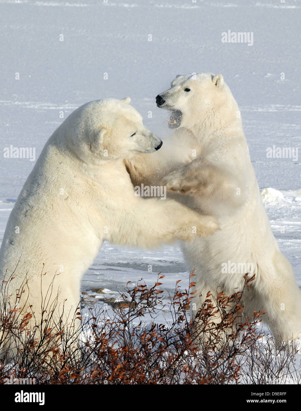 Polar bear fighting in Northern Manitoba Stock Photo - Alamy