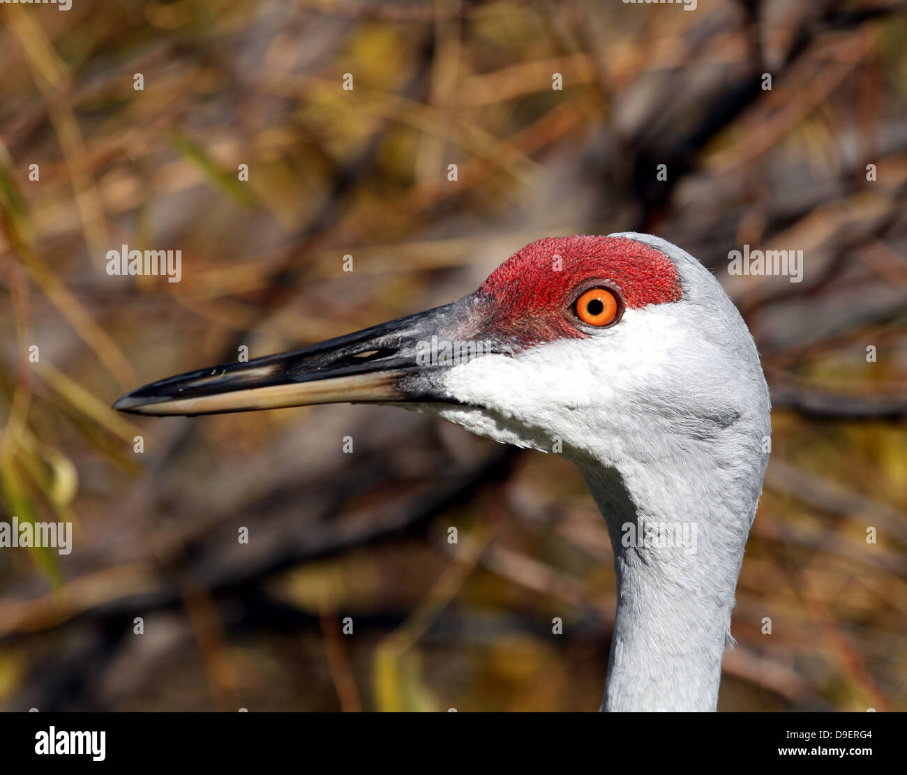 Sandhill crane from Nebraska Stock Photo - Alamy