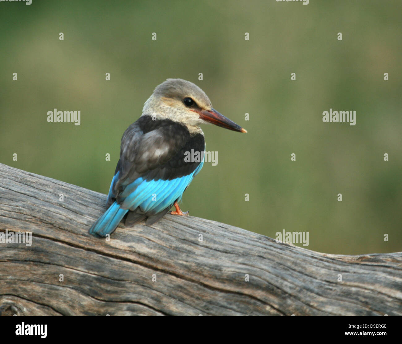 Tanzania kingfishers hi-res stock photography and images - Alamy
