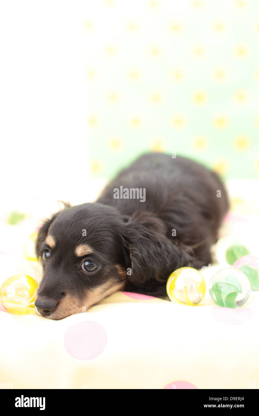 Marble dachshund hi-res stock photography and images - Alamy
