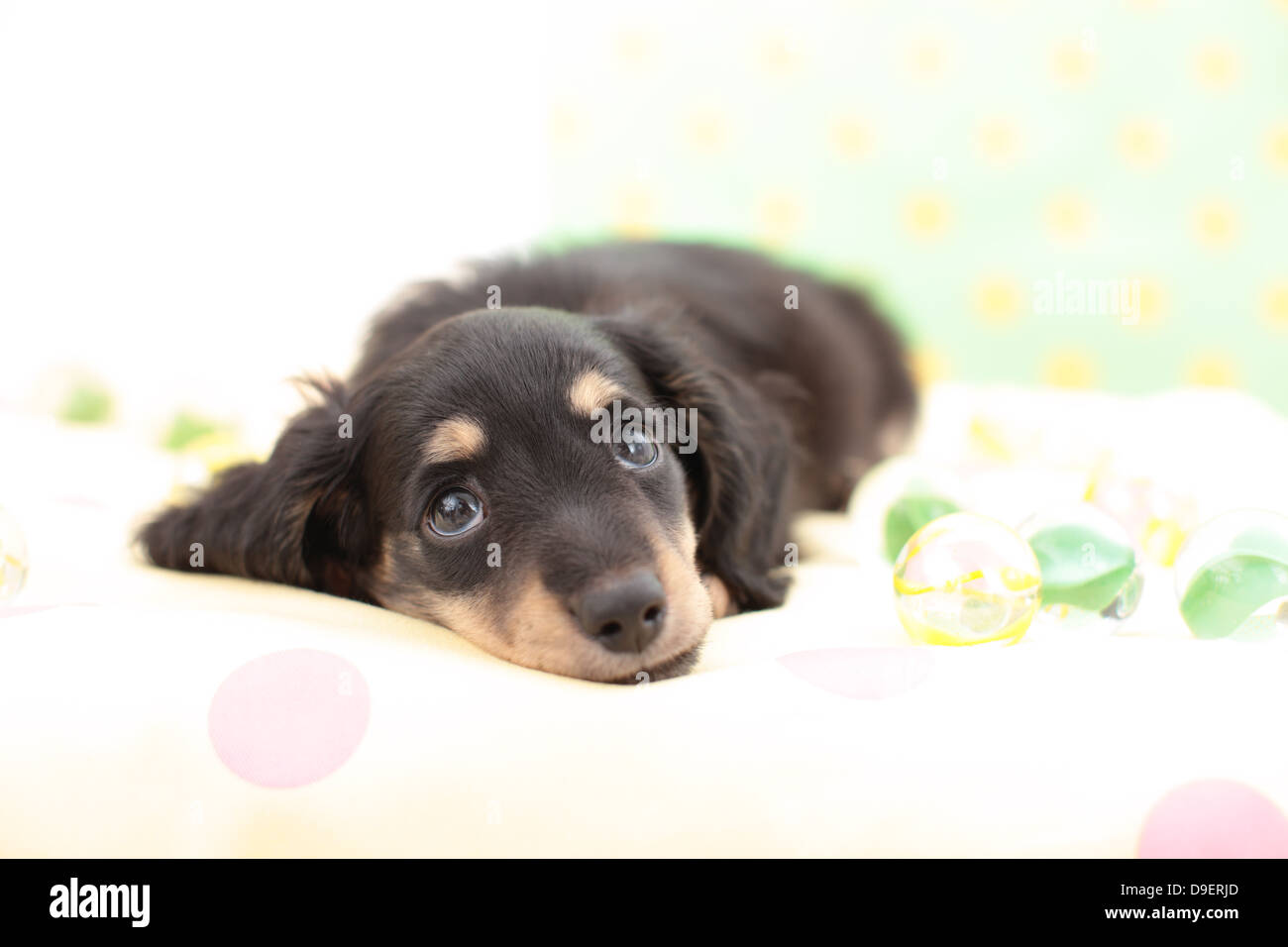 Marble dachshund hi-res stock photography and images - Alamy