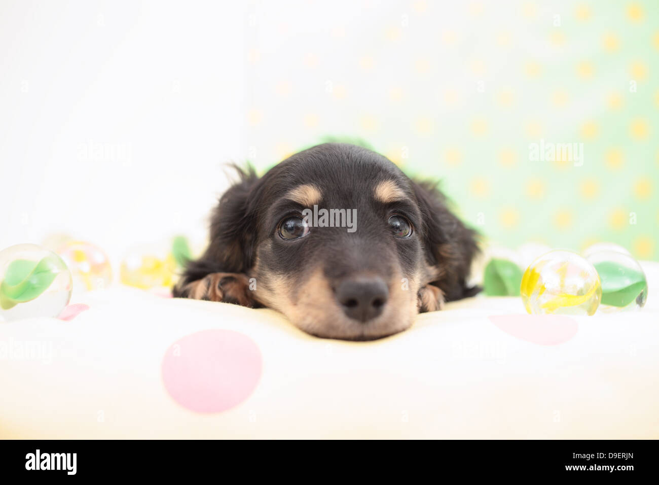 Marble dachshund hi-res stock photography and images - Alamy