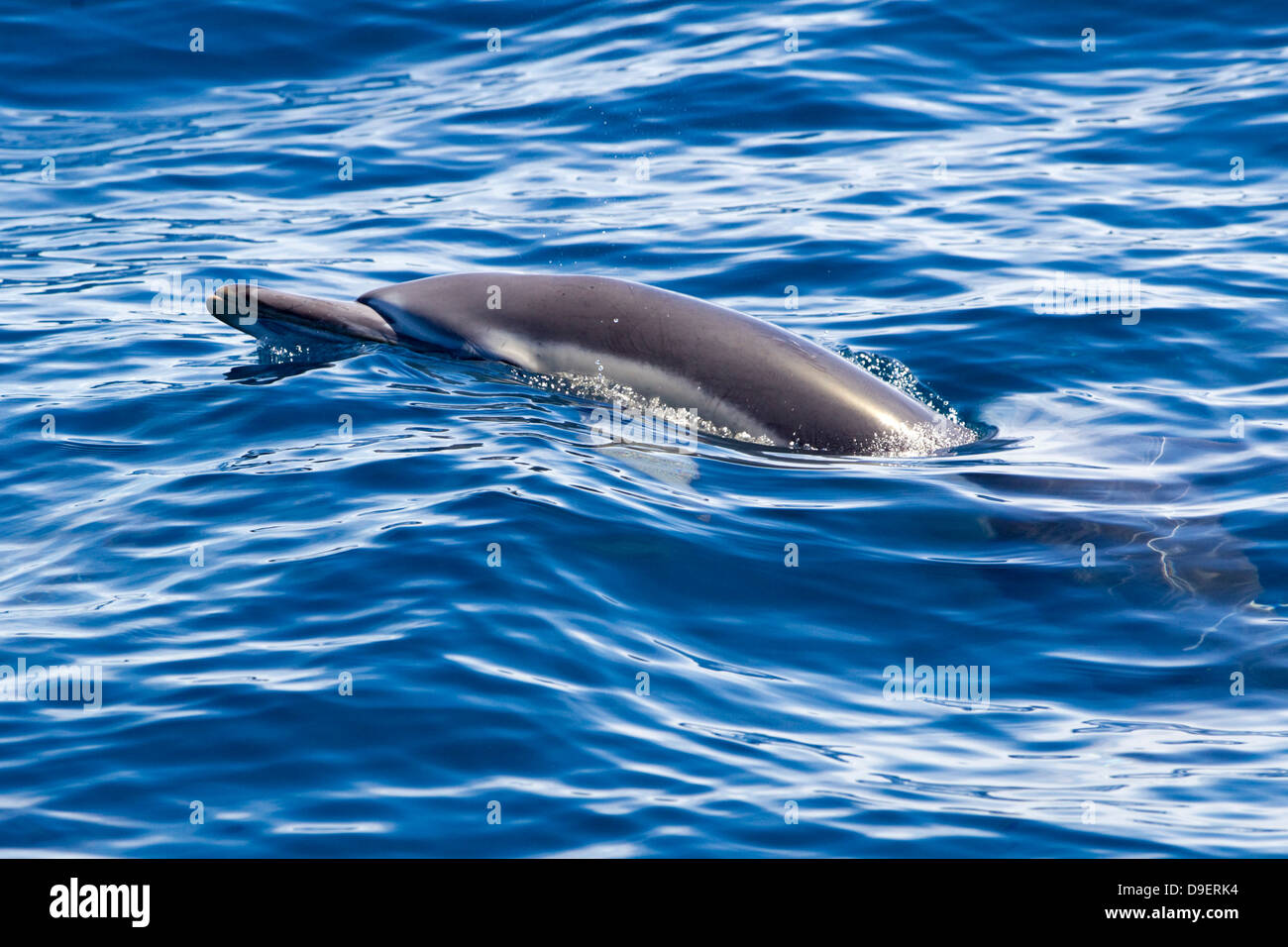 Dolphin head sea hi-res stock photography and images - Alamy