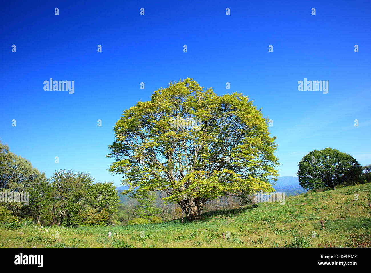 Maple tree and blue sky in early summer Stock Photo - Alamy