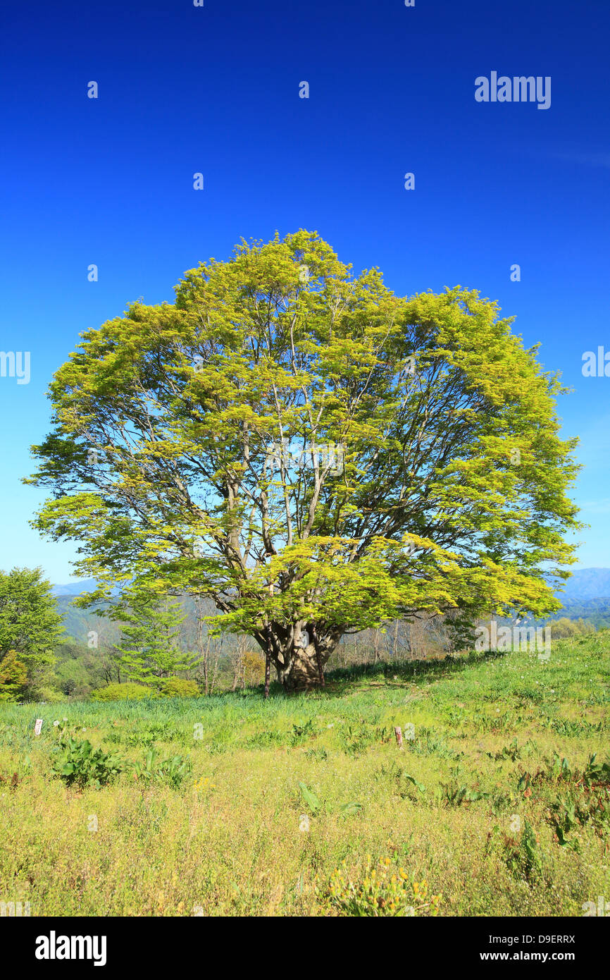 Single maple tree in green forest hi-res stock photography and images ...