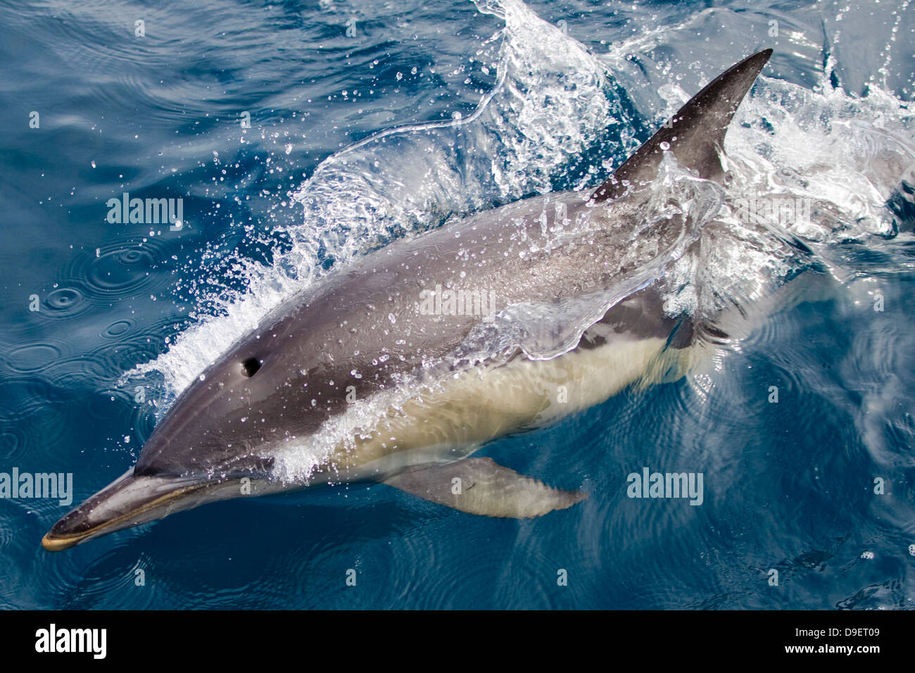 Dolphin marine hi-res stock photography and images - Alamy