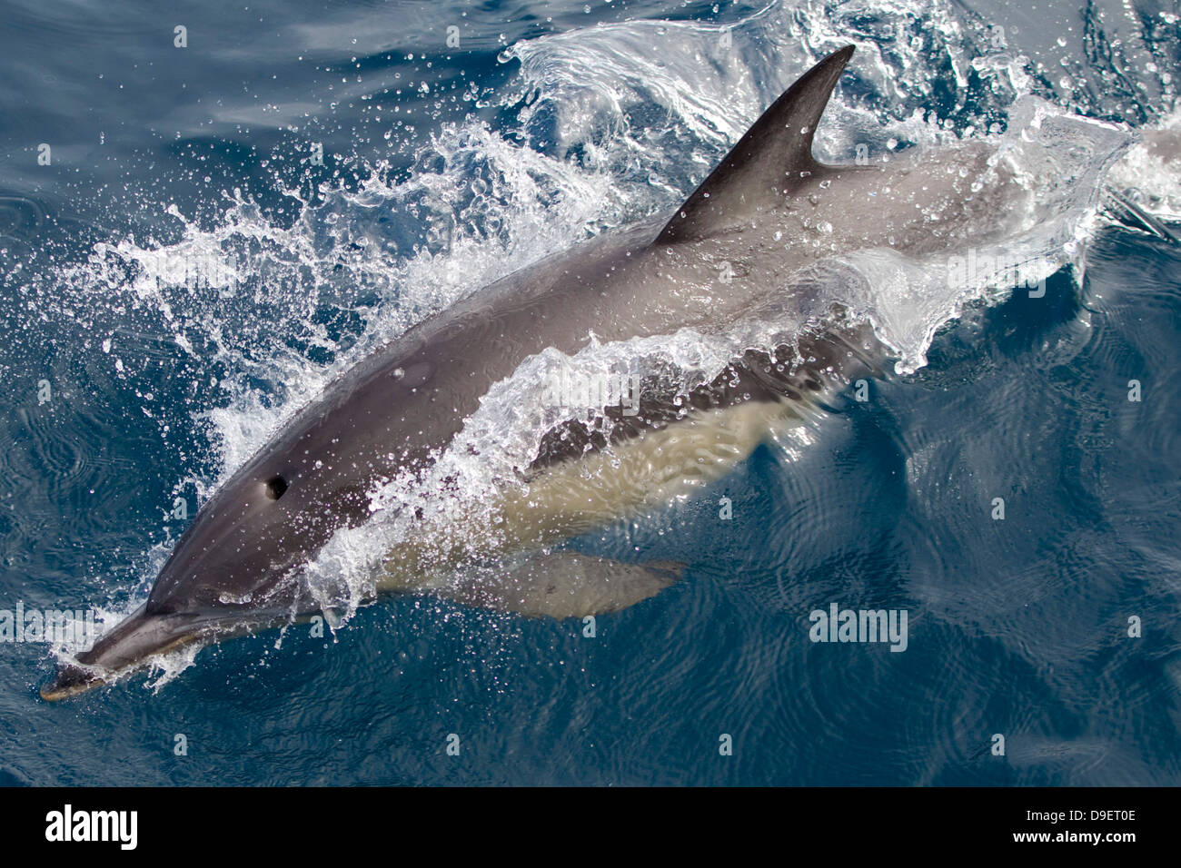 Dolphin marine hi-res stock photography and images - Alamy