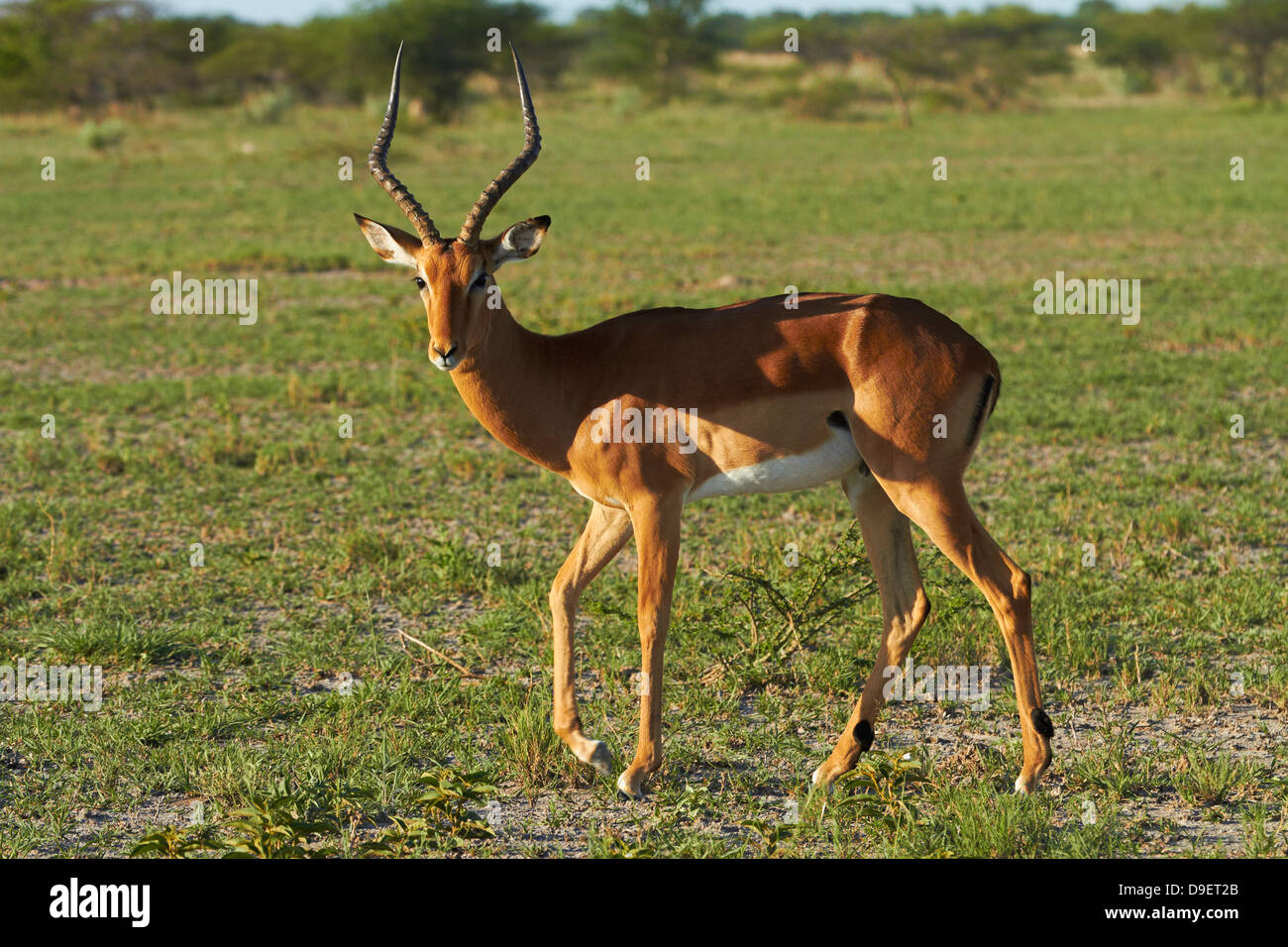 Impala horn hi-res stock photography and images - Alamy