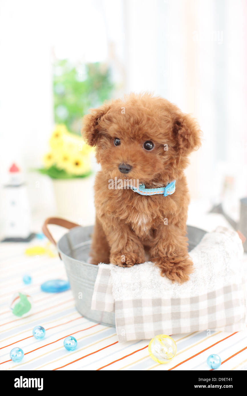 Poodle in a room hi-res stock photography and images - Alamy