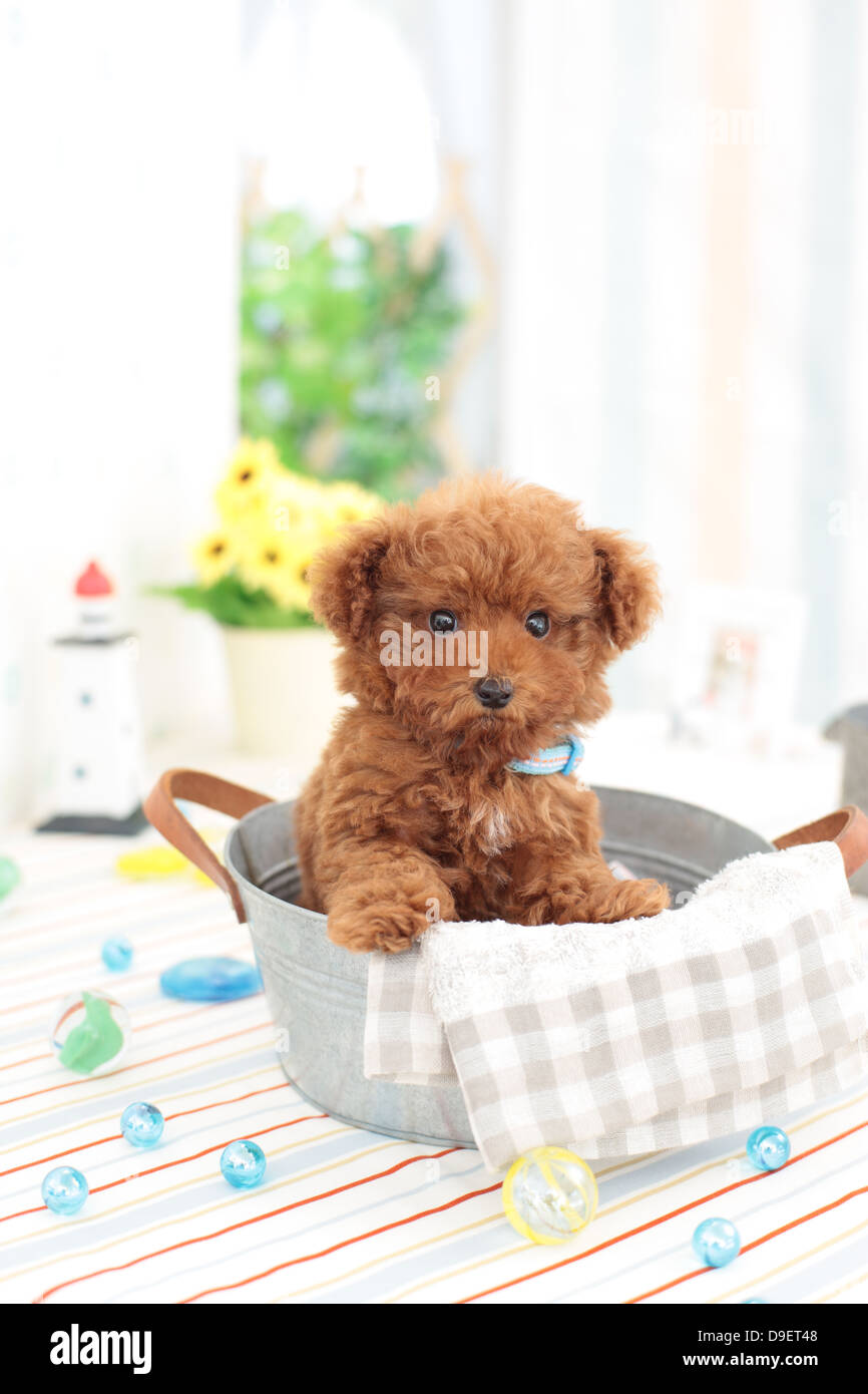 Poodle in a room hi-res stock photography and images - Alamy