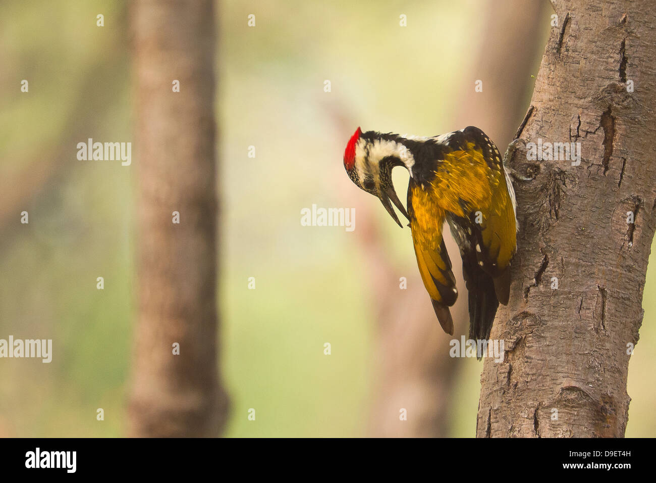 Black-rumped Flameback (Dinopium benghalense) or Lesser Golden-backed ...