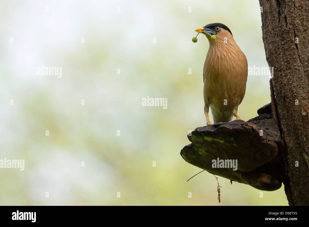 Myna nest hi-res stock photography and images - Alamy