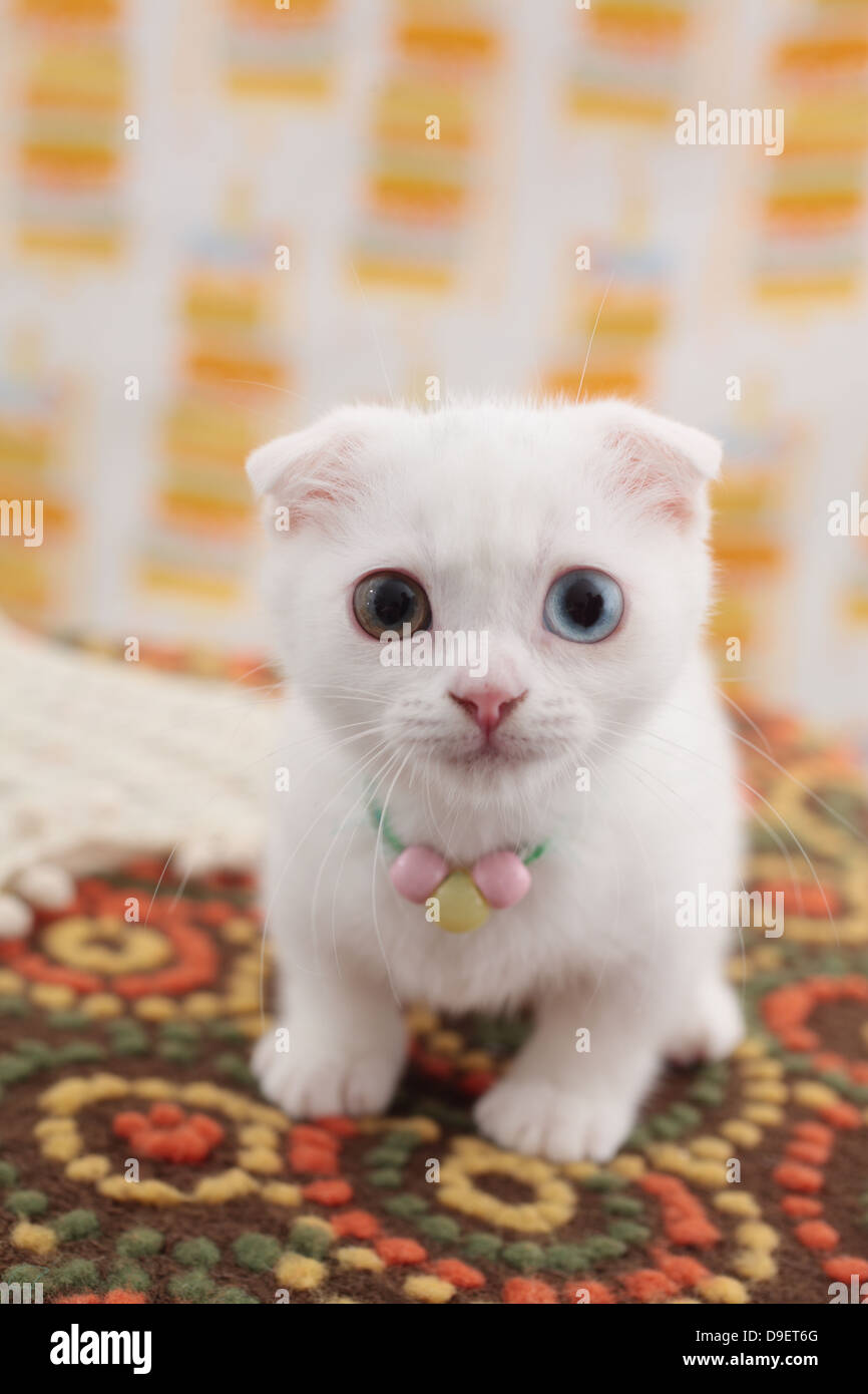 Munchkin cat white hi-res stock photography and images - Alamy