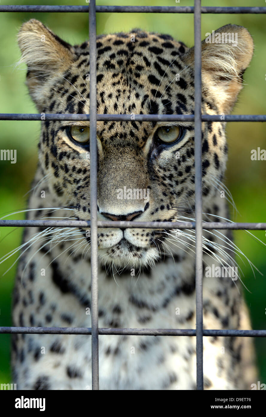 Occurence the near east hi-res stock photography and images - Alamy