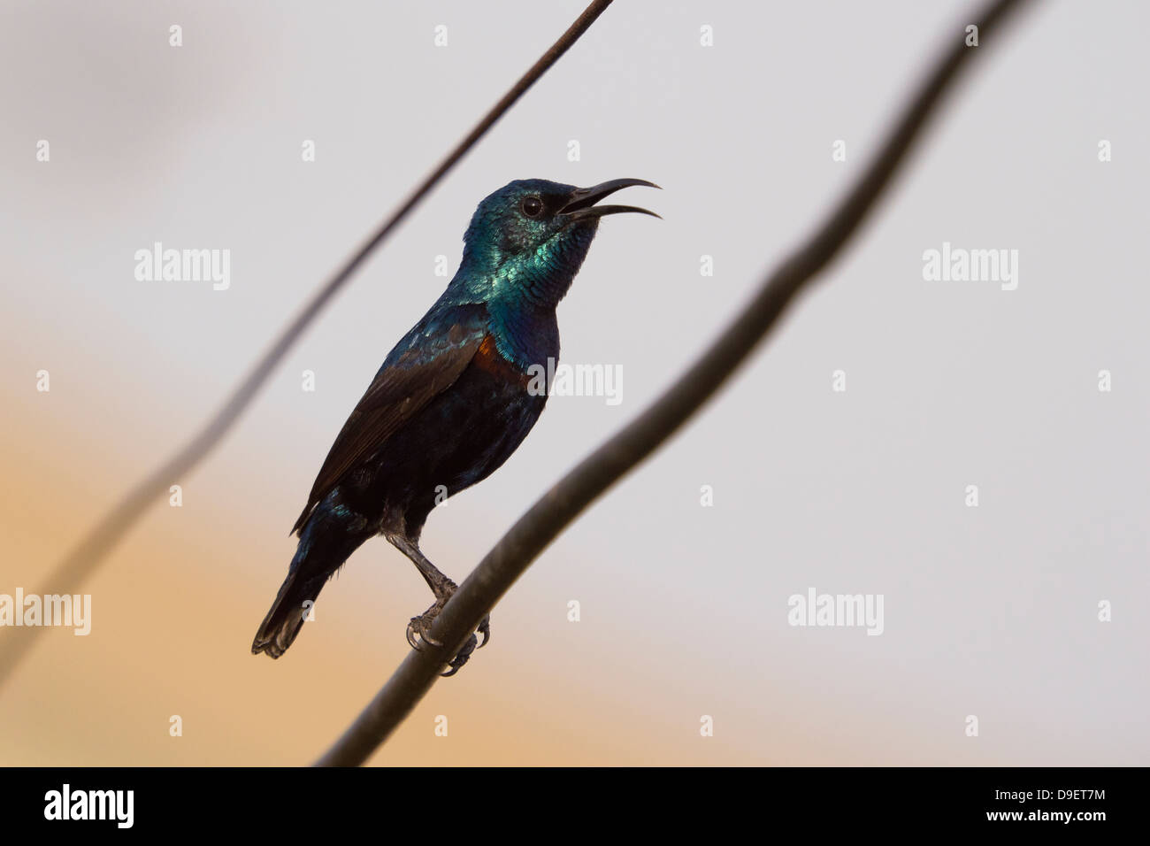 Indian sunbird hi-res stock photography and images - Alamy