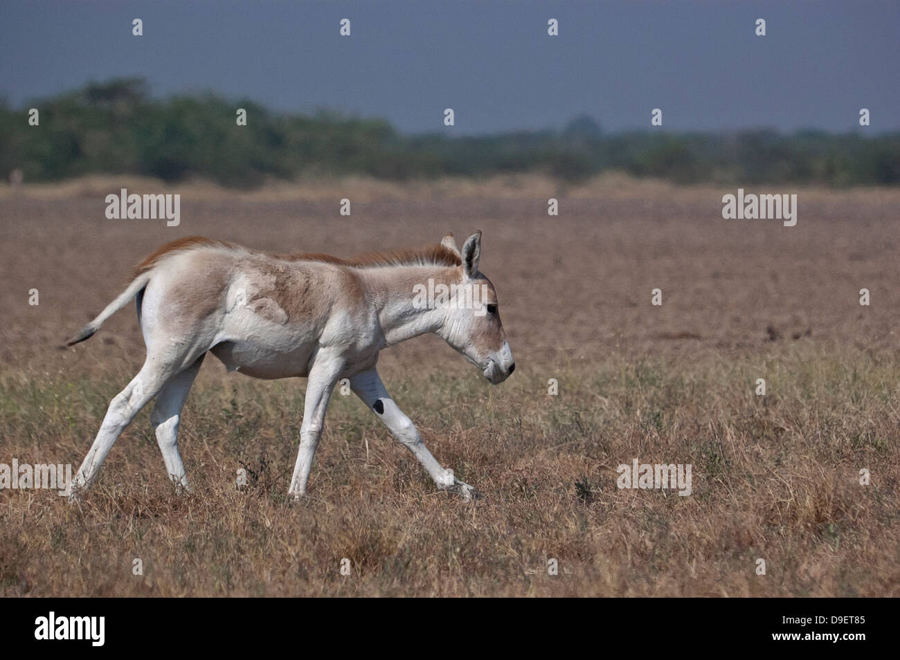 Indian wild ass (Equus hemionus khur) foal Stock Photo - Alamy