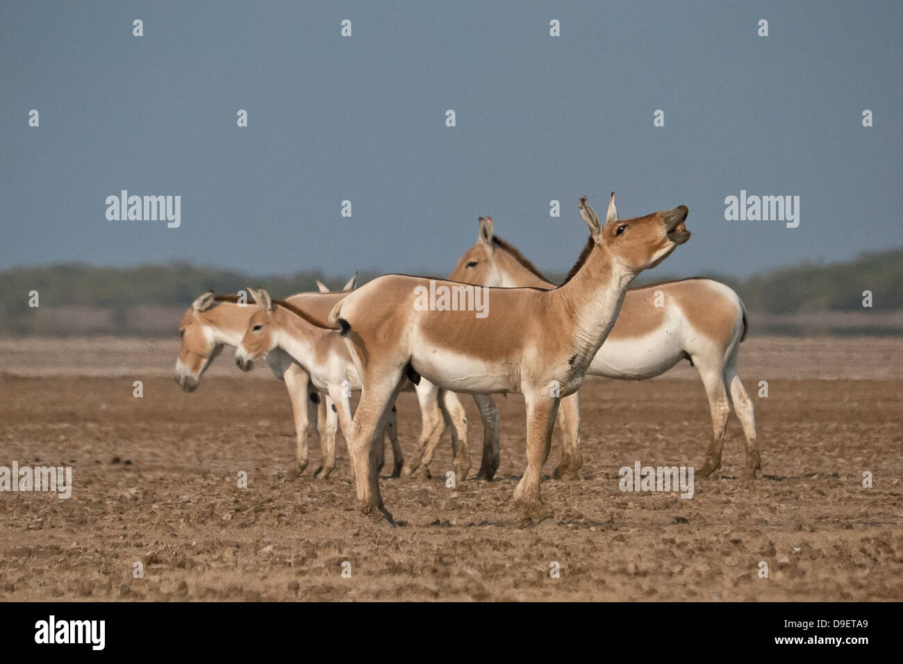 Indian wild ass (Equus hemionus khur) doing flehmen display Stock Photo ...