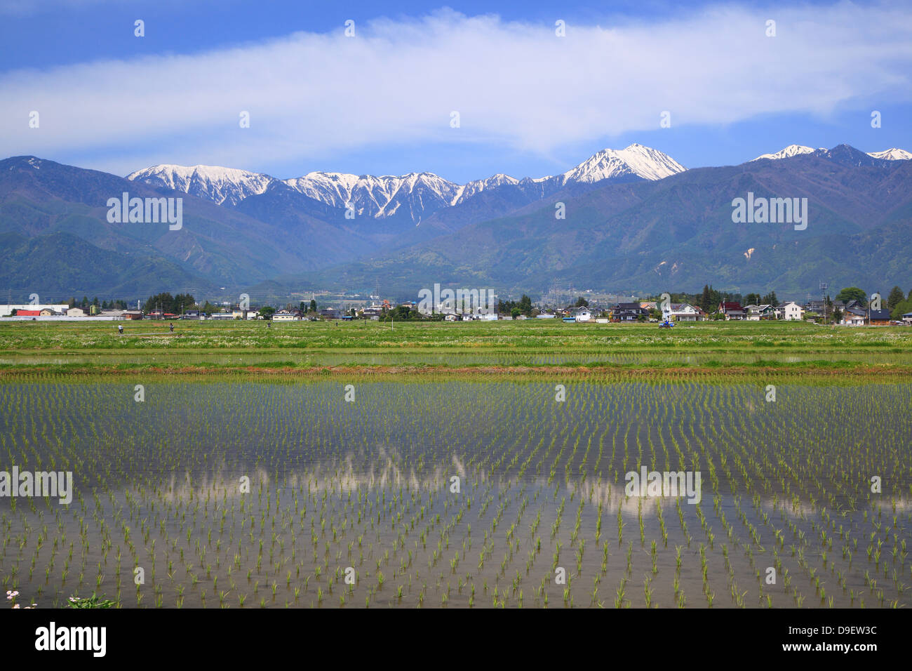 The Japan Alps and paddy field in Azumino city, Nagano, Japan Stock ...