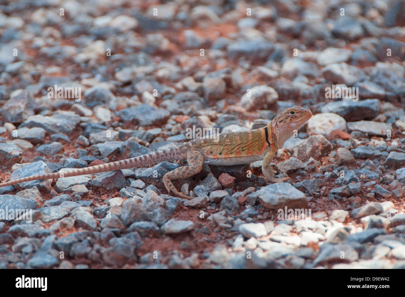 Eastern Collard Lizard Stock Photo - Alamy