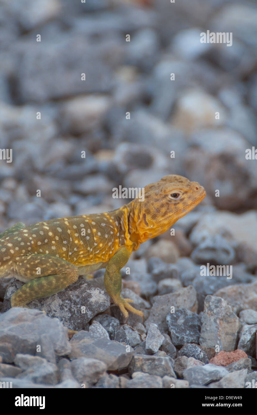 Eastern collared lizard hi-res stock photography and images - Alamy