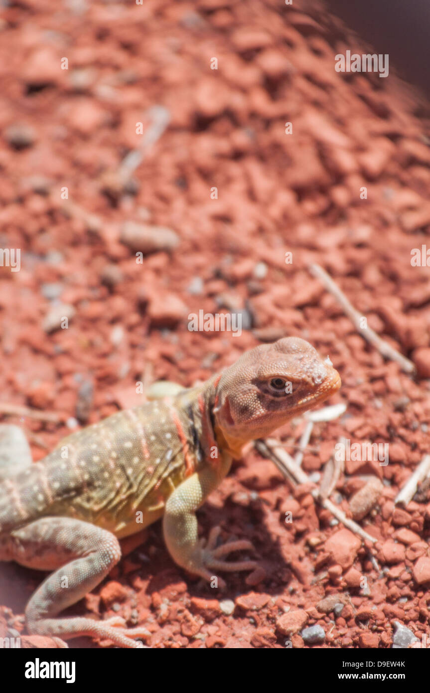 Eastern Collard Lizard Stock Photo - Alamy