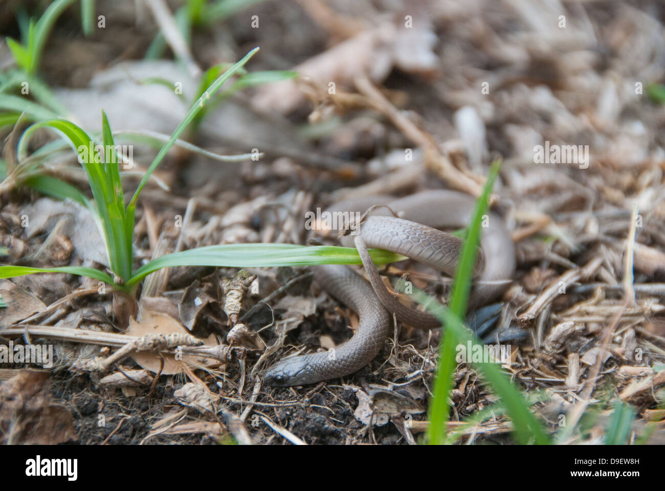 Rough Earth Snake Stock Photo - Alamy