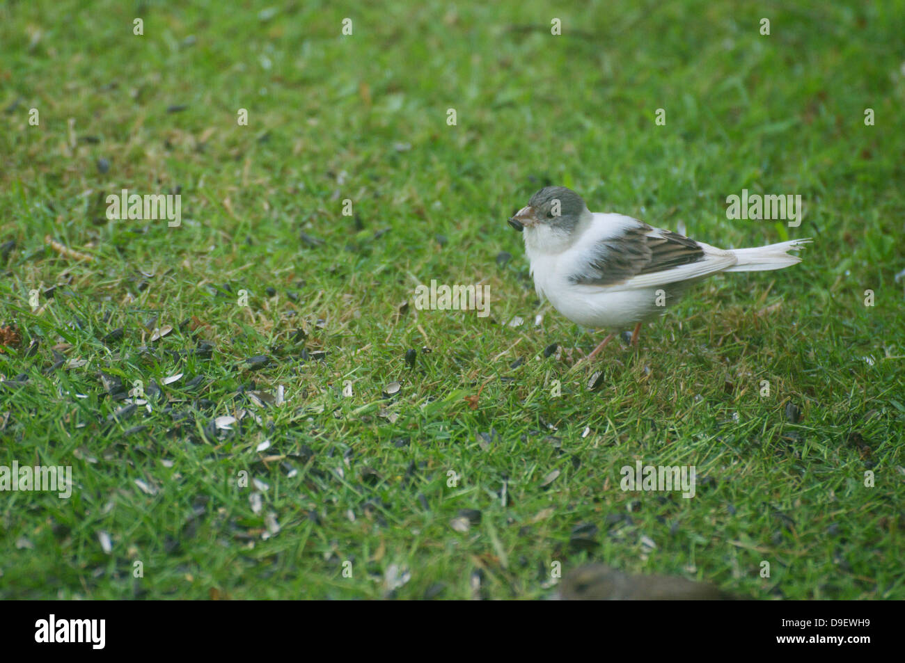 Leucistic sparrow hi-res stock photography and images - Alamy