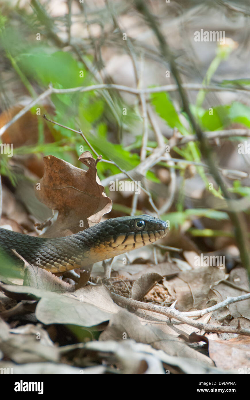 Water snake hi-res stock photography and images - Alamy