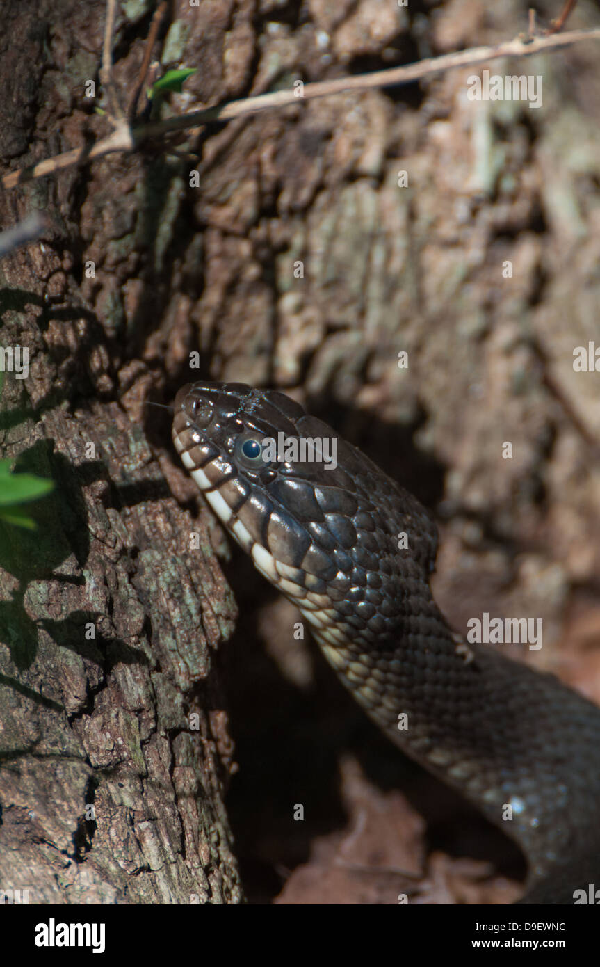 Diamondback water snake hi-res stock photography and images - Alamy