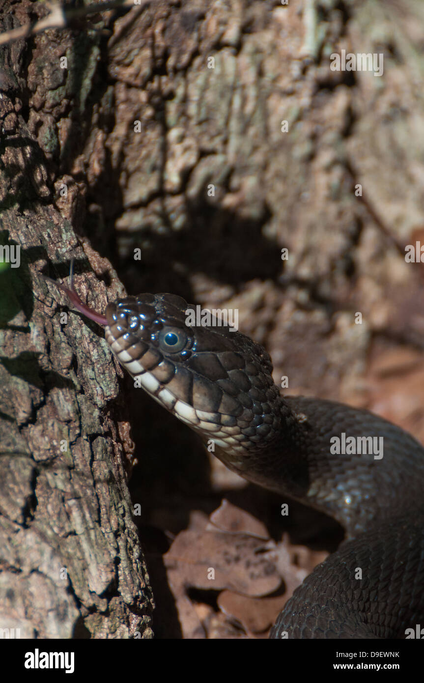 Diamondback water snake hi-res stock photography and images - Alamy