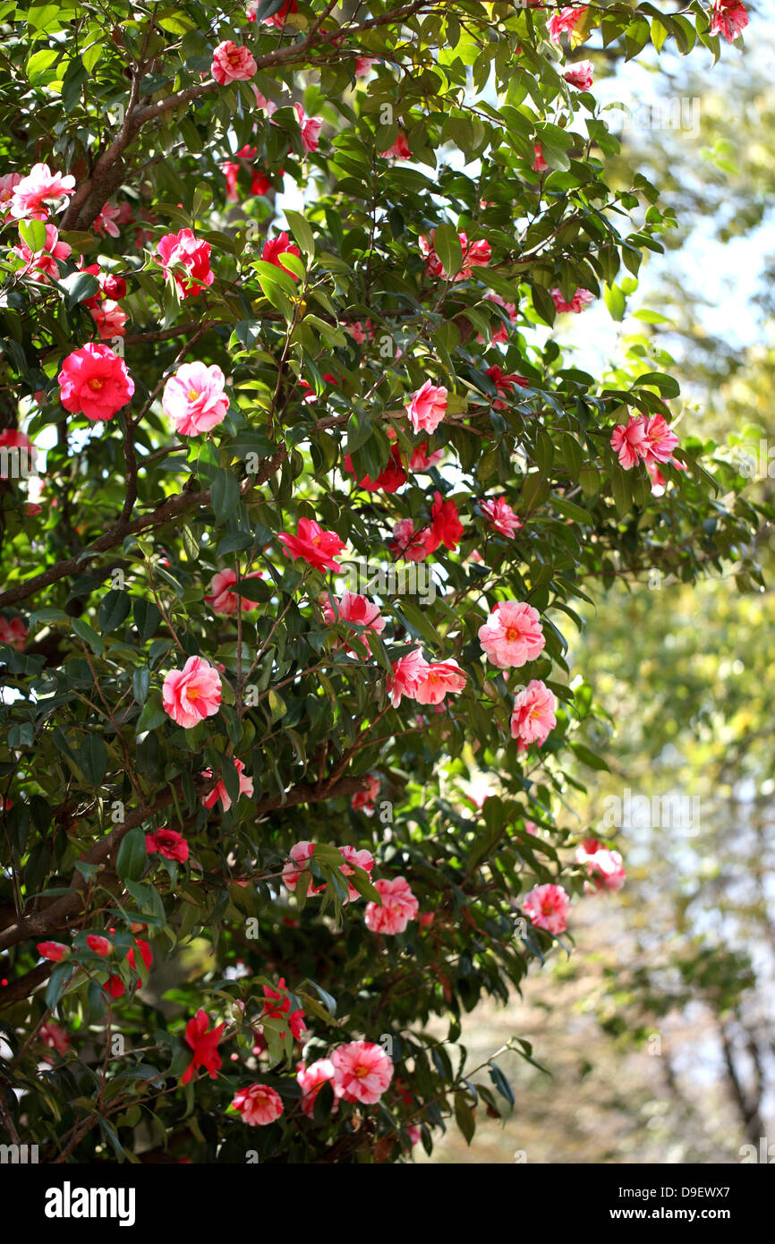 Spring red camellia tree flowers hi-res stock photography and images ...