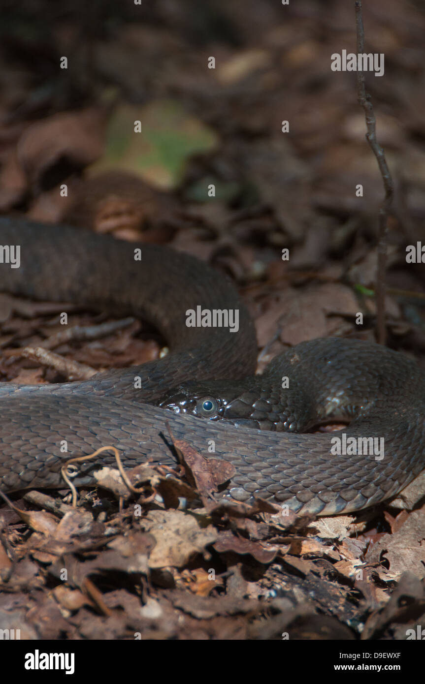 Diamondback water snake hi-res stock photography and images - Alamy