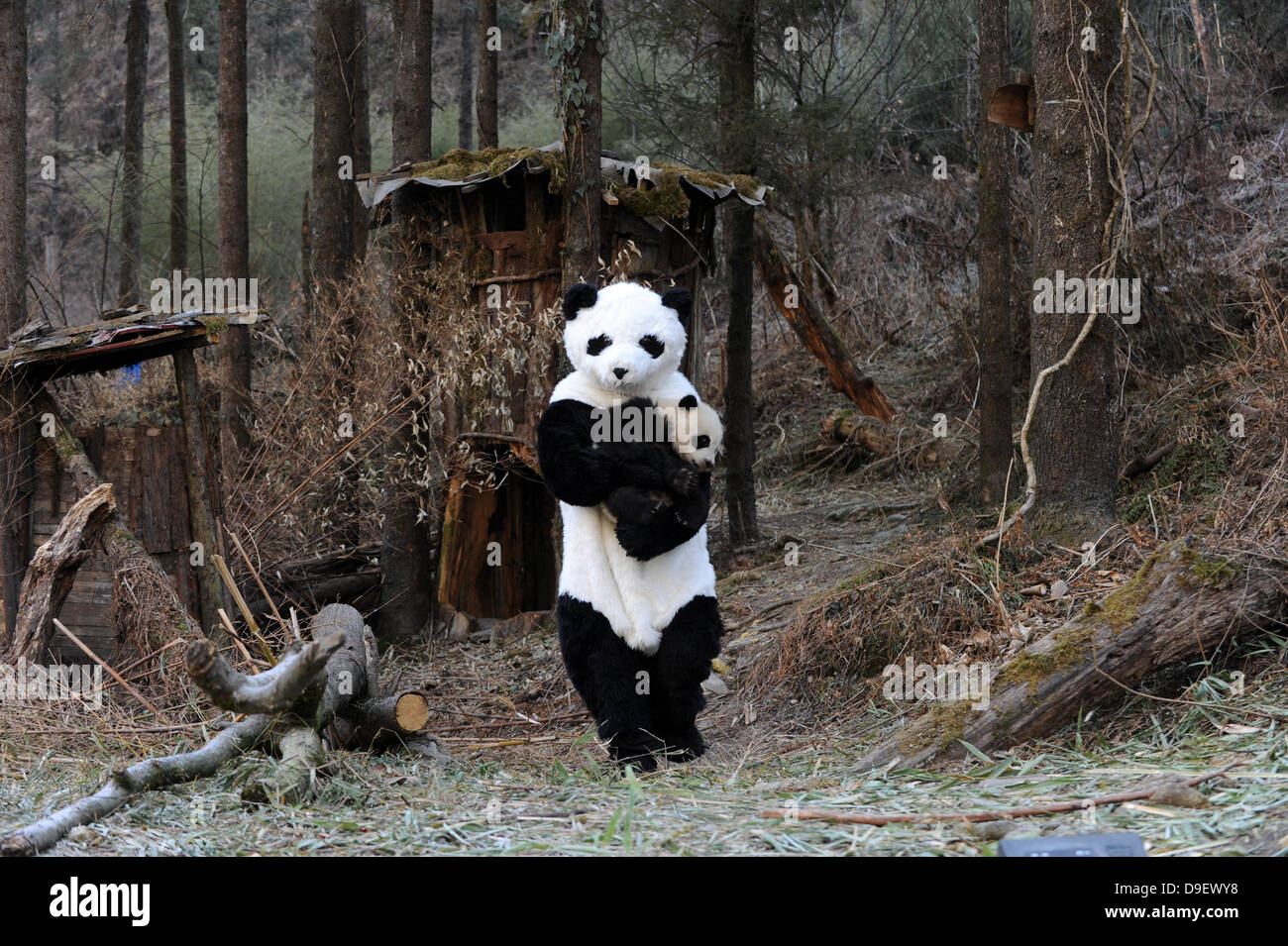 Captive Panda Research Researchers dressed as pandas look after a ...