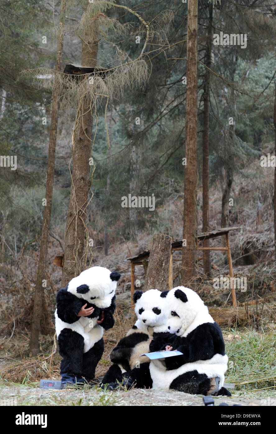 Captive Born Giant Pandas High Resolution Stock Photography and Images ...